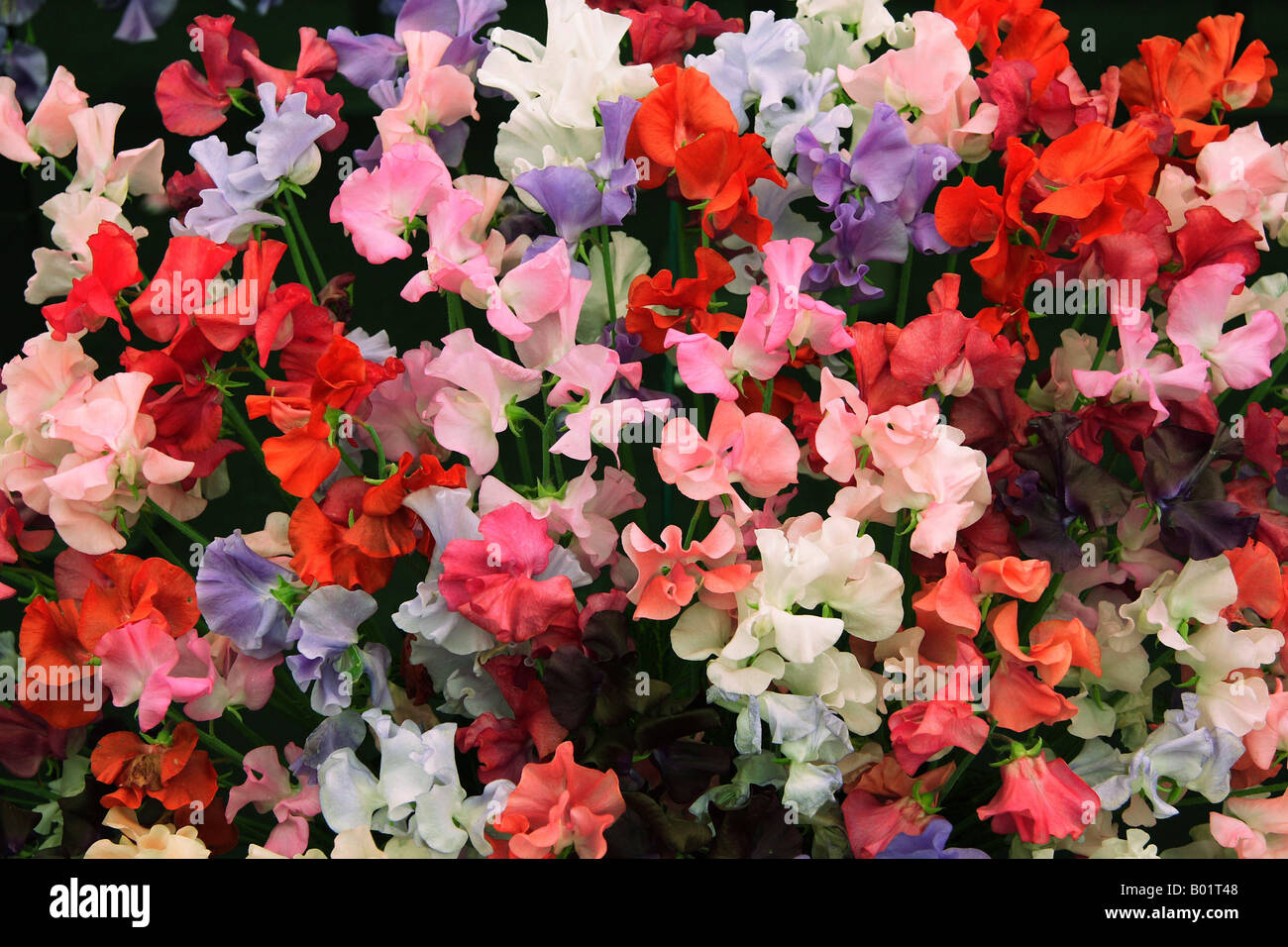 Cluster of pea hi-res stock photography and images - Alamy