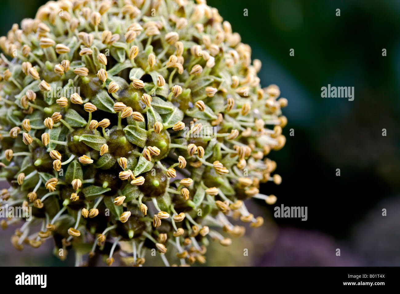 Detail ivy flower Hedera Stock Photo - Alamy