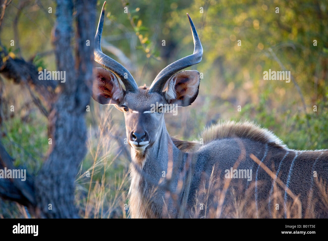 Large kudu hi-res stock photography and images - Alamy