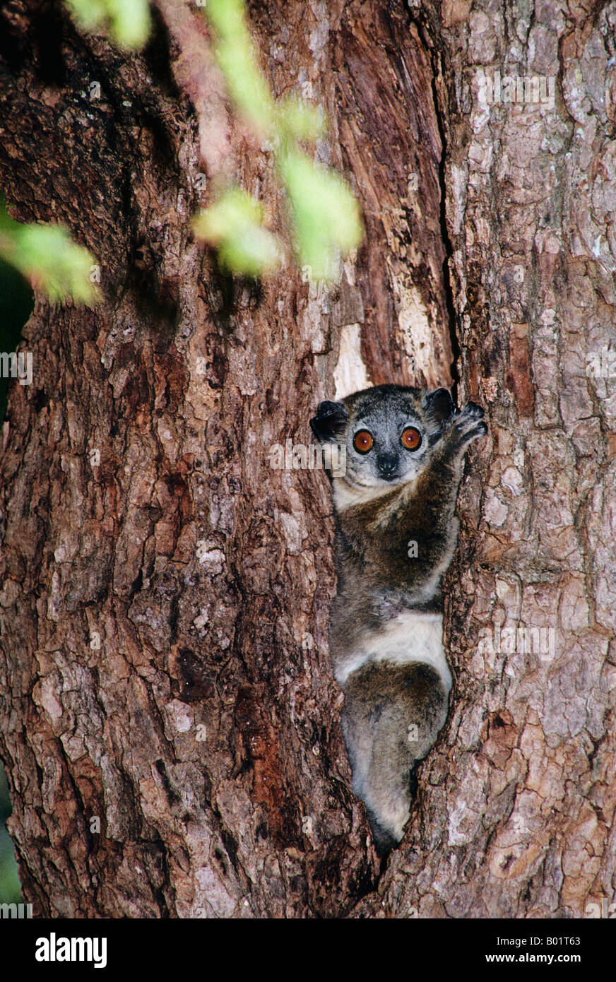White footed Sportive Lemur Lepilemur leucopus in nest Berenty ...