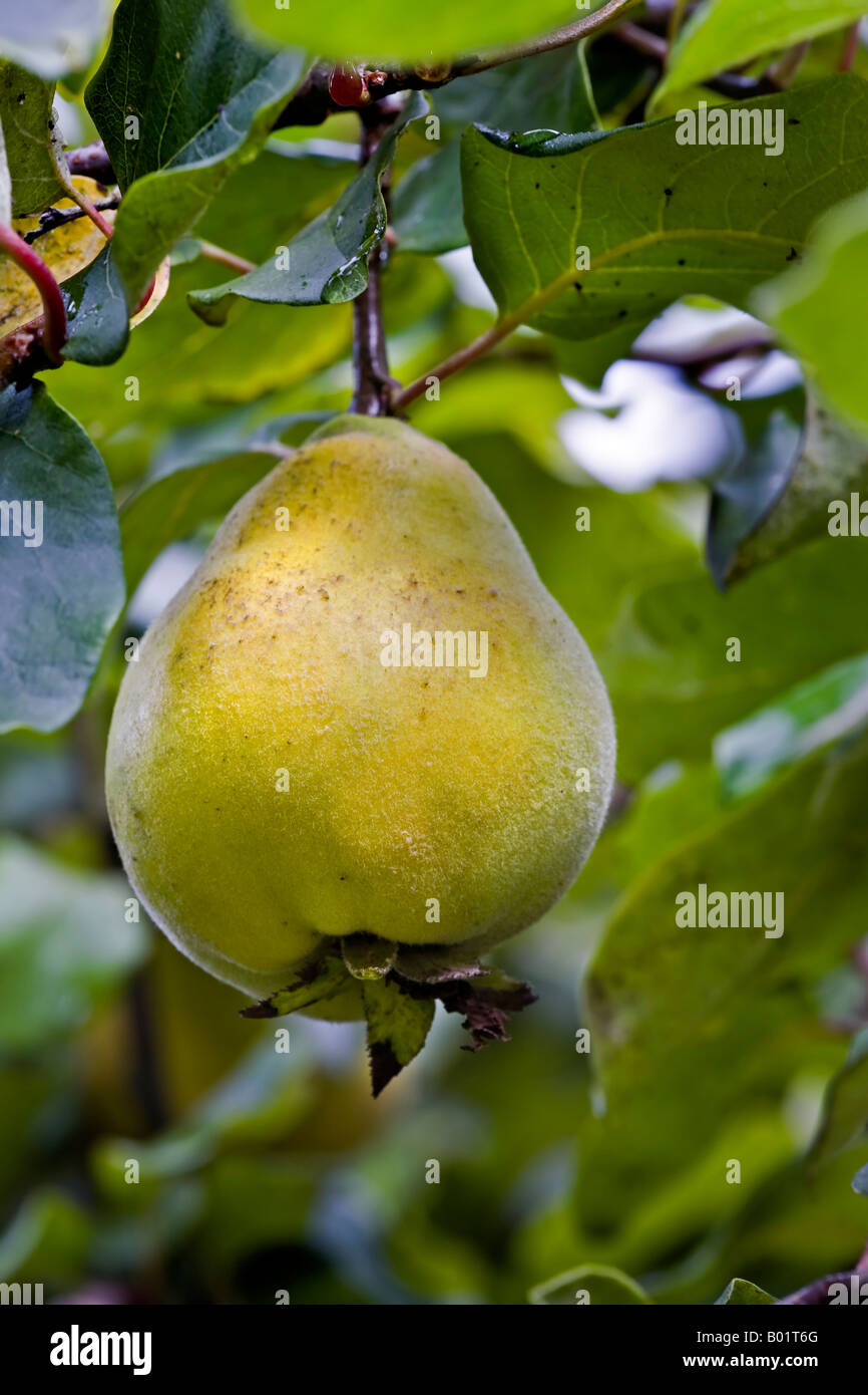 Quince, Cydonia oblonga, growing in an English Orchard Stock Photo - Alamy