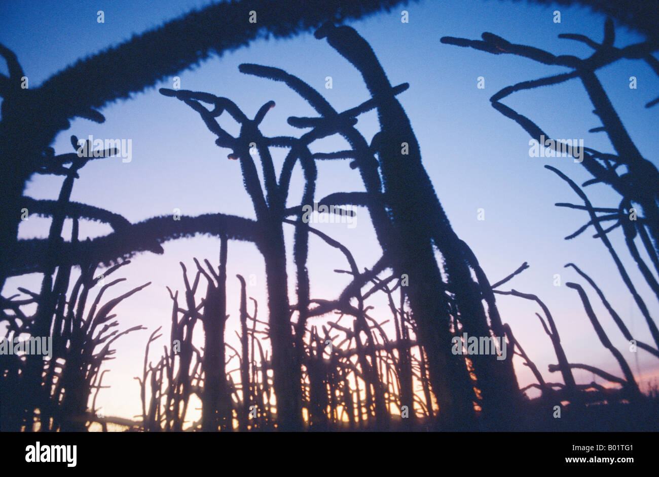 Cre puscule hi-res stock photography and images - Alamy