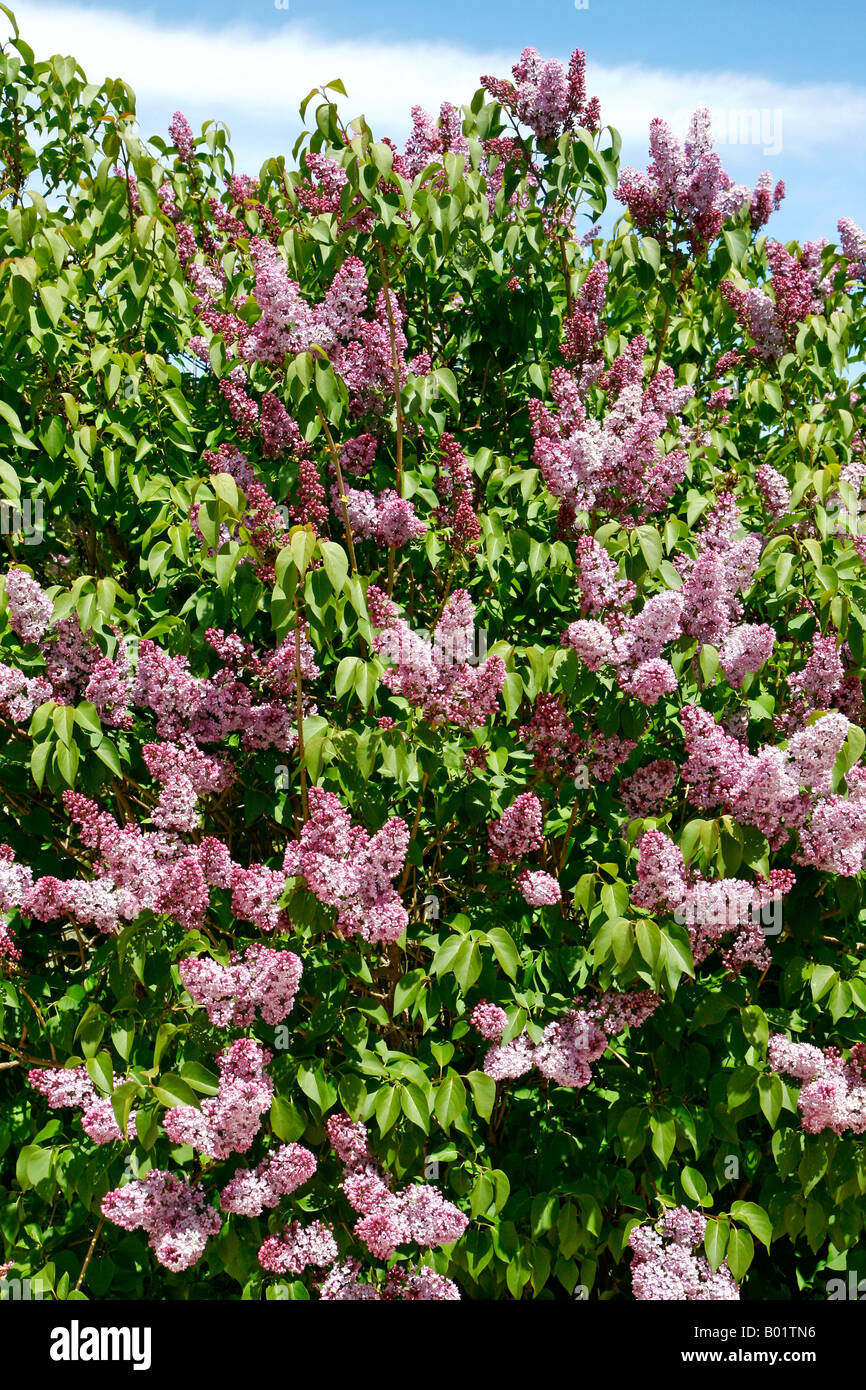 Purple lilac (Syringa vulgaris Stock Photo - Alamy
