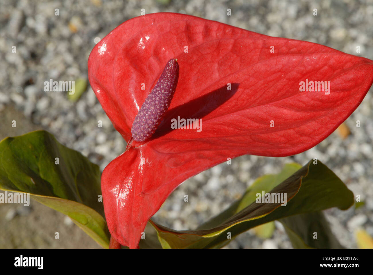 Anthurium flower india hi-res stock photography and images - Alamy