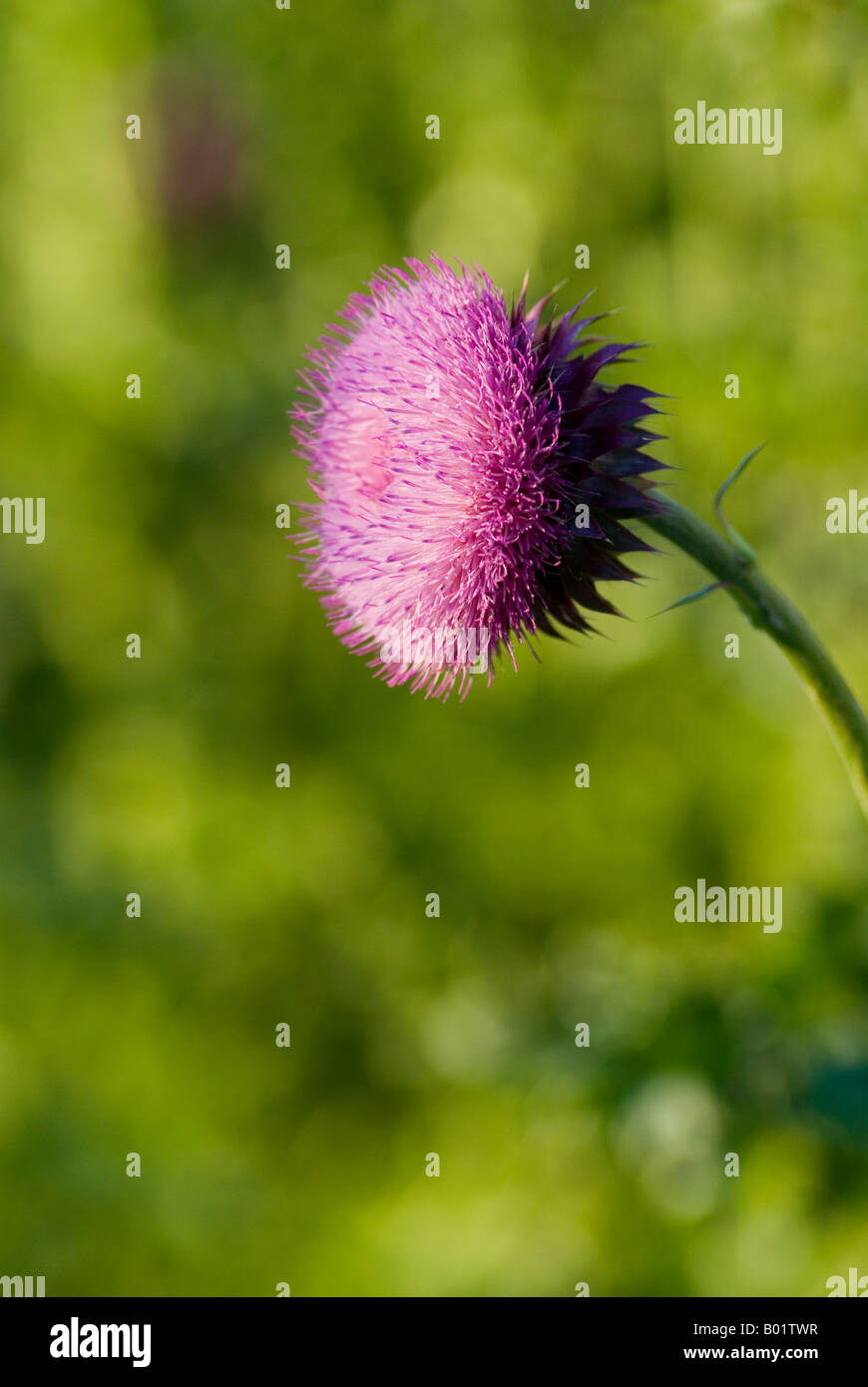 Musk Thistles, or Nodding Thistles, in bloom Stock Photo - Alamy