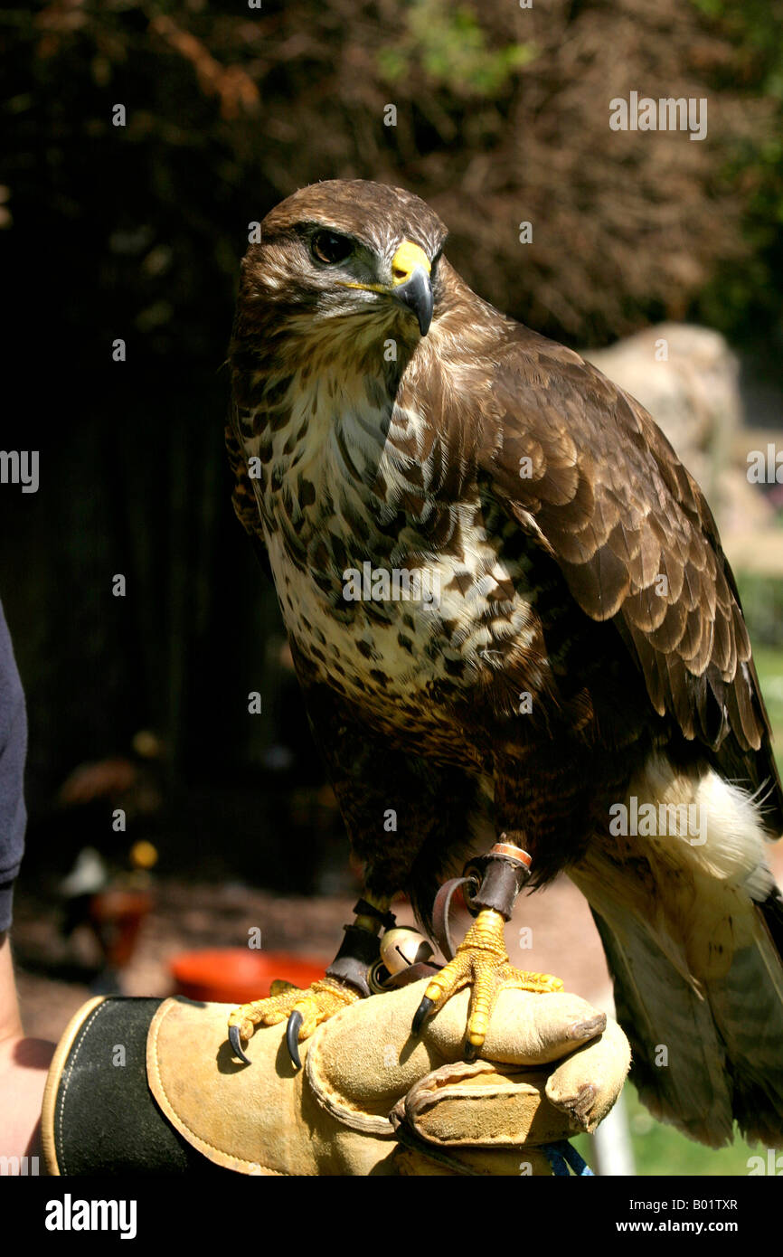 West of england falconry hi-res stock photography and images - Alamy