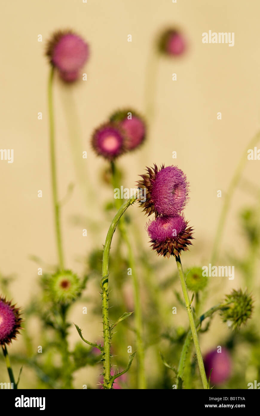 Musk Thistles, or Nodding Thistles, in bloom Stock Photo - Alamy