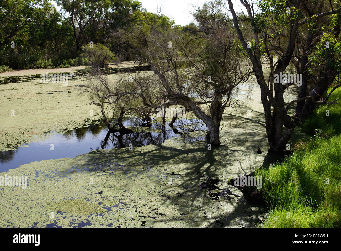 Canning River Regional Park near Perth, Western Australia Stock Photo ...