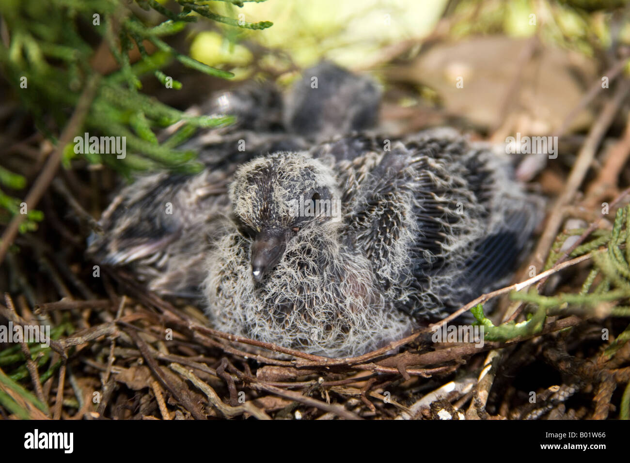 5 day day old Mourning Doves Stock Photo - Alamy
