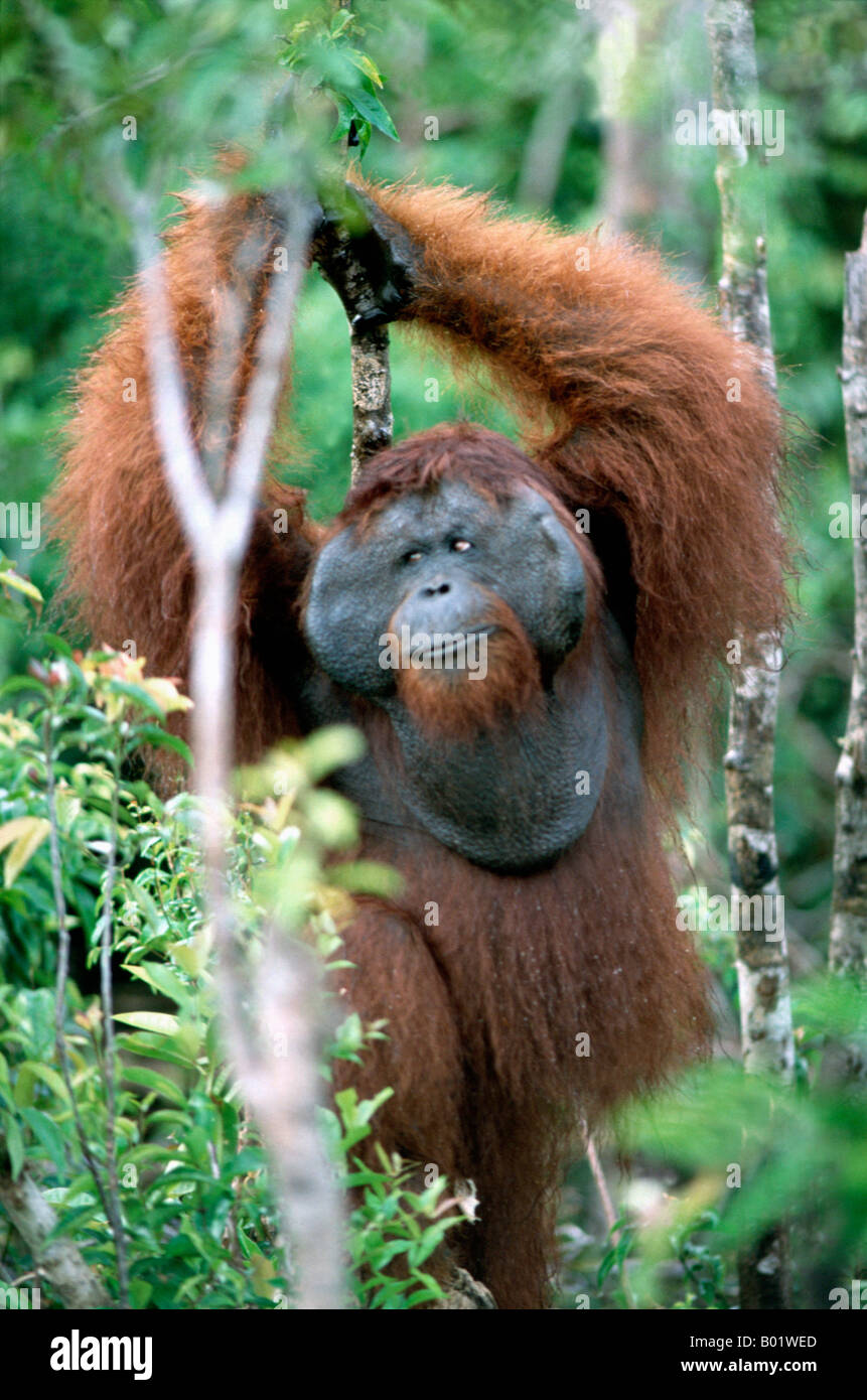 orangutan , orang utan , orang-utan , orang , orang outang , orang ...