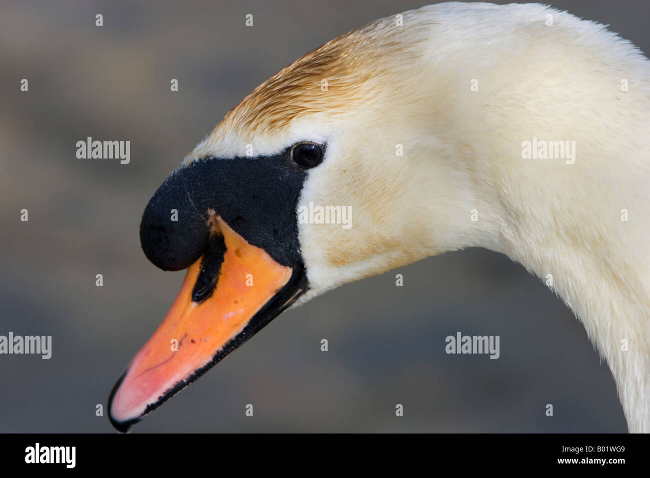 Portrait of a Mute Swan Stock Photo - Alamy