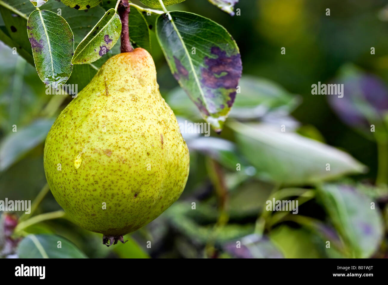 Packham pear hi-res stock photography and images - Alamy