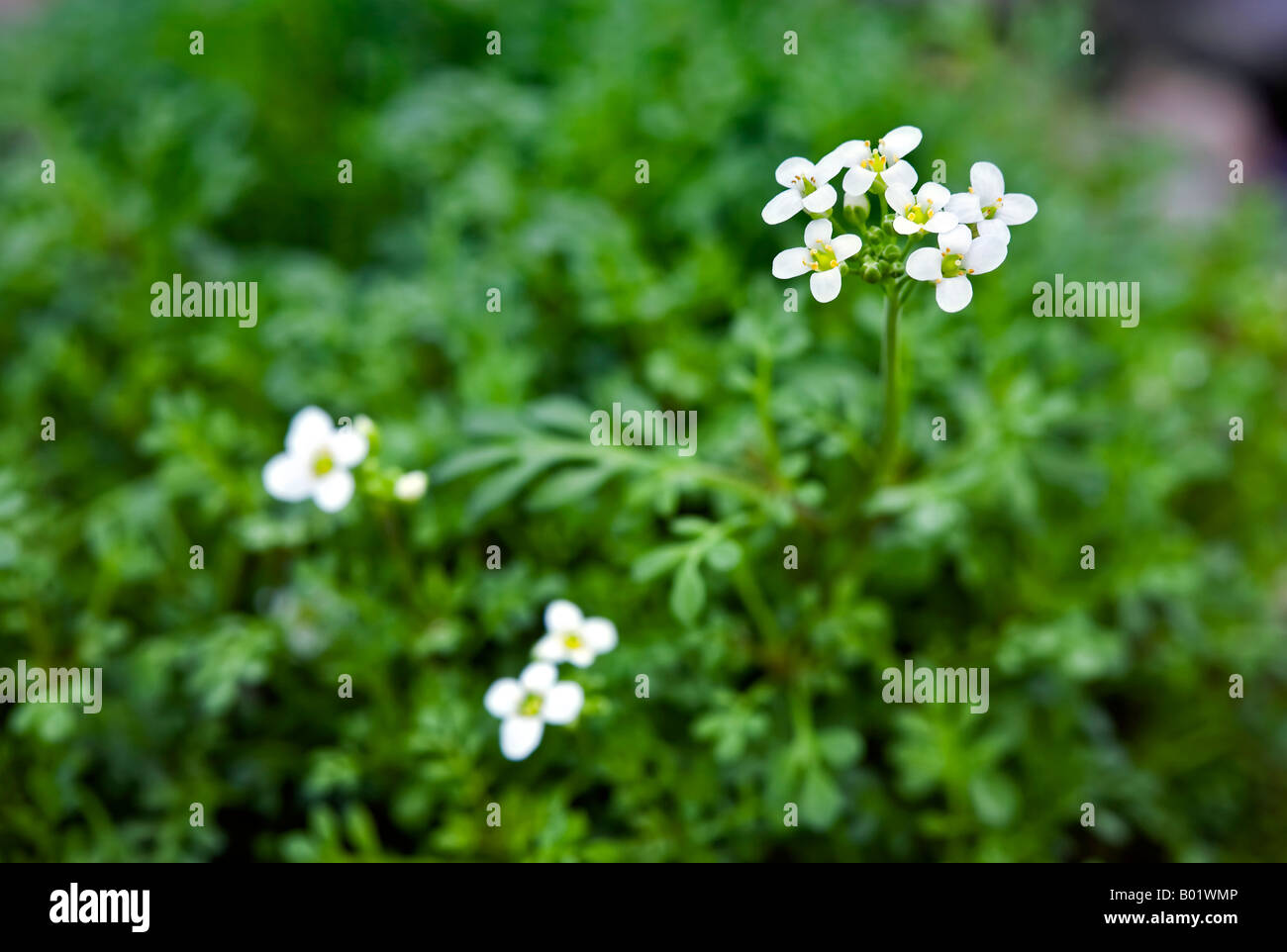 Hutchinsia alpina alpine flower hi-res stock photography and images - Alamy