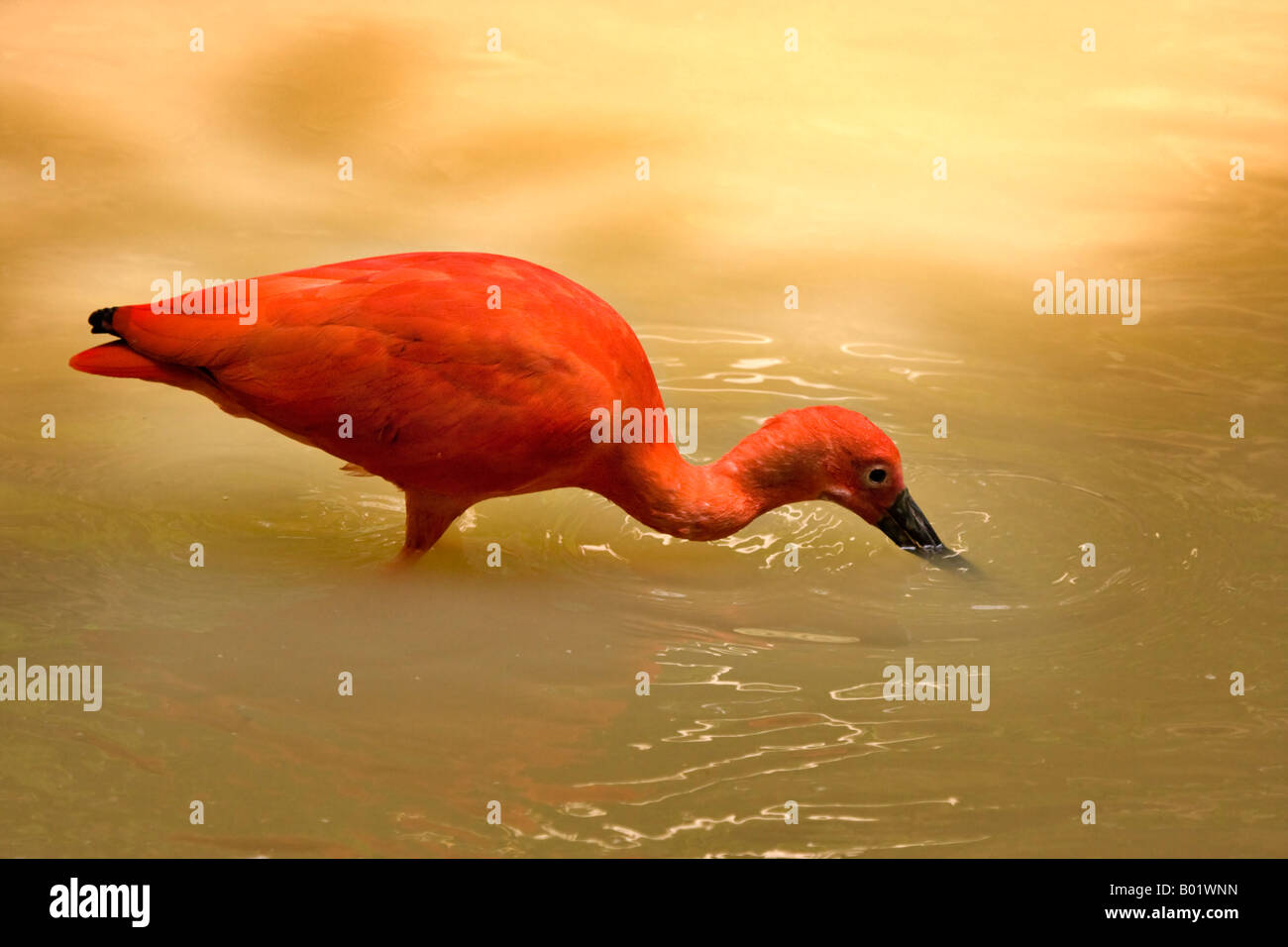 Scarlet Ibis eudocimus ruber Stock Photo - Alamy