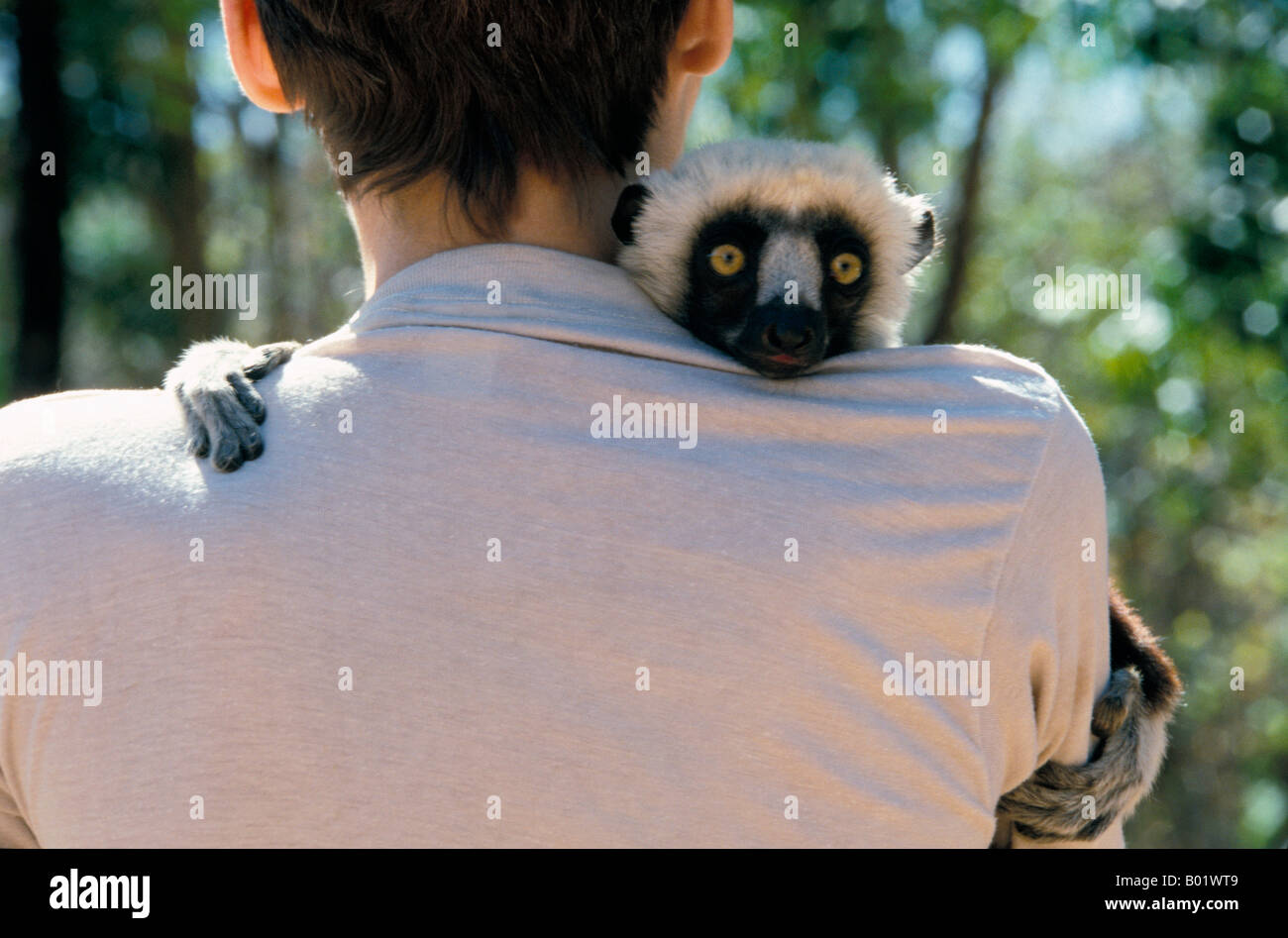 propitheque de coquerel propithecus verreauxi coquereli central ...