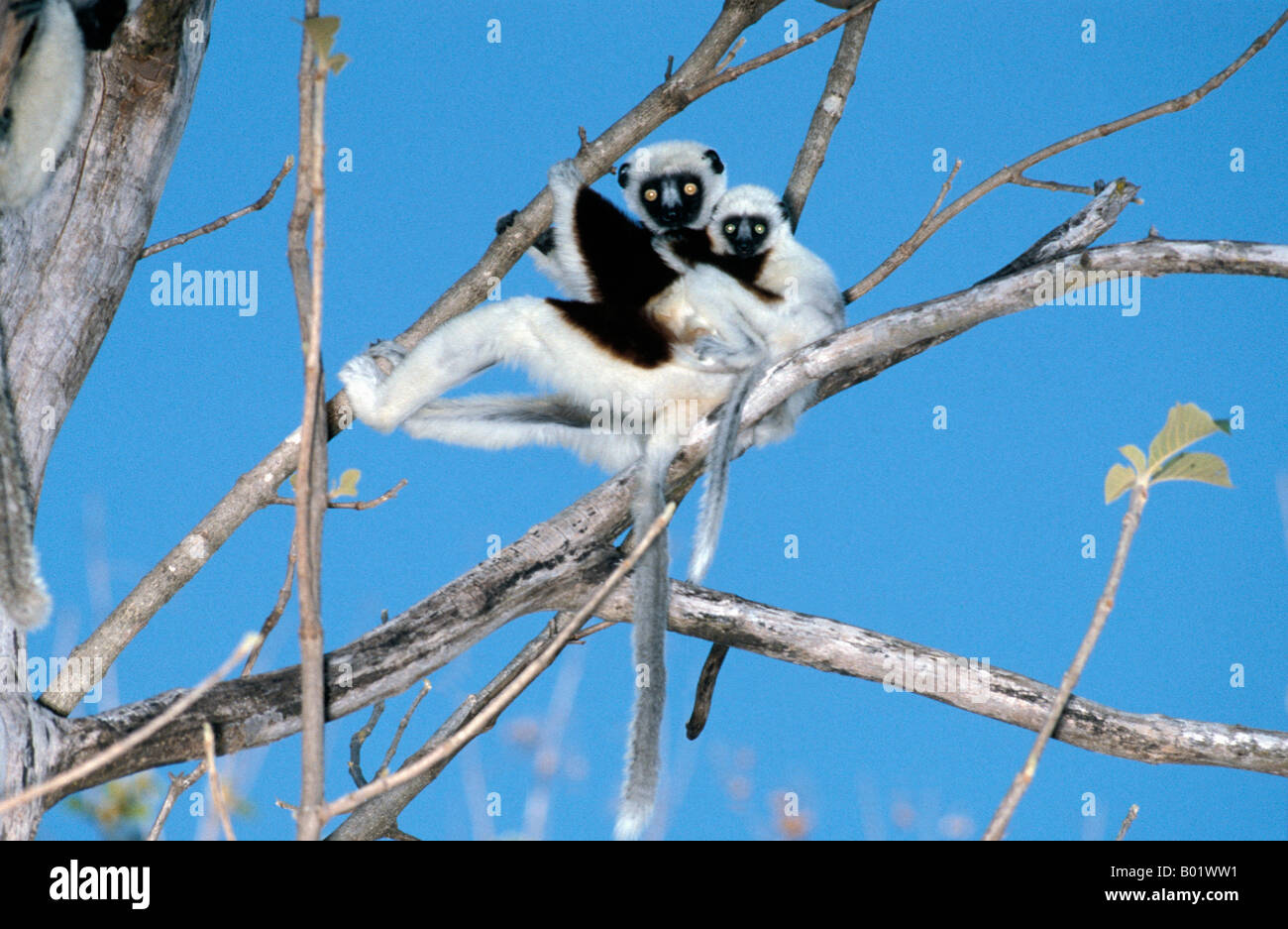 Herbivore Monkey Feeding High Resolution Stock Photography and Images ...