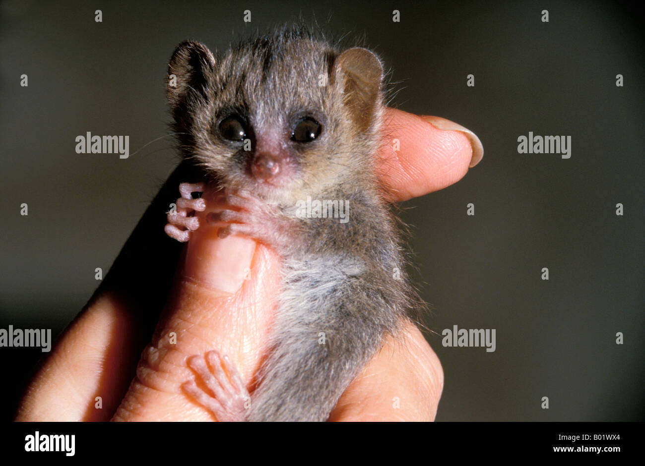 Grey Mouse Lemur Lesser Mouse lemur Microcebus murinus petit microce be ...