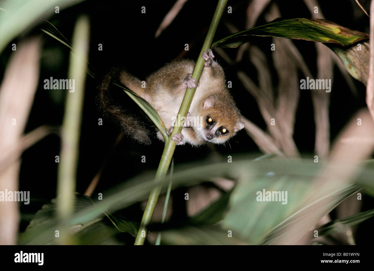 Grey Mouse Lemur Lesser Mouse lemur Microcebus murinus petit microce be ...
