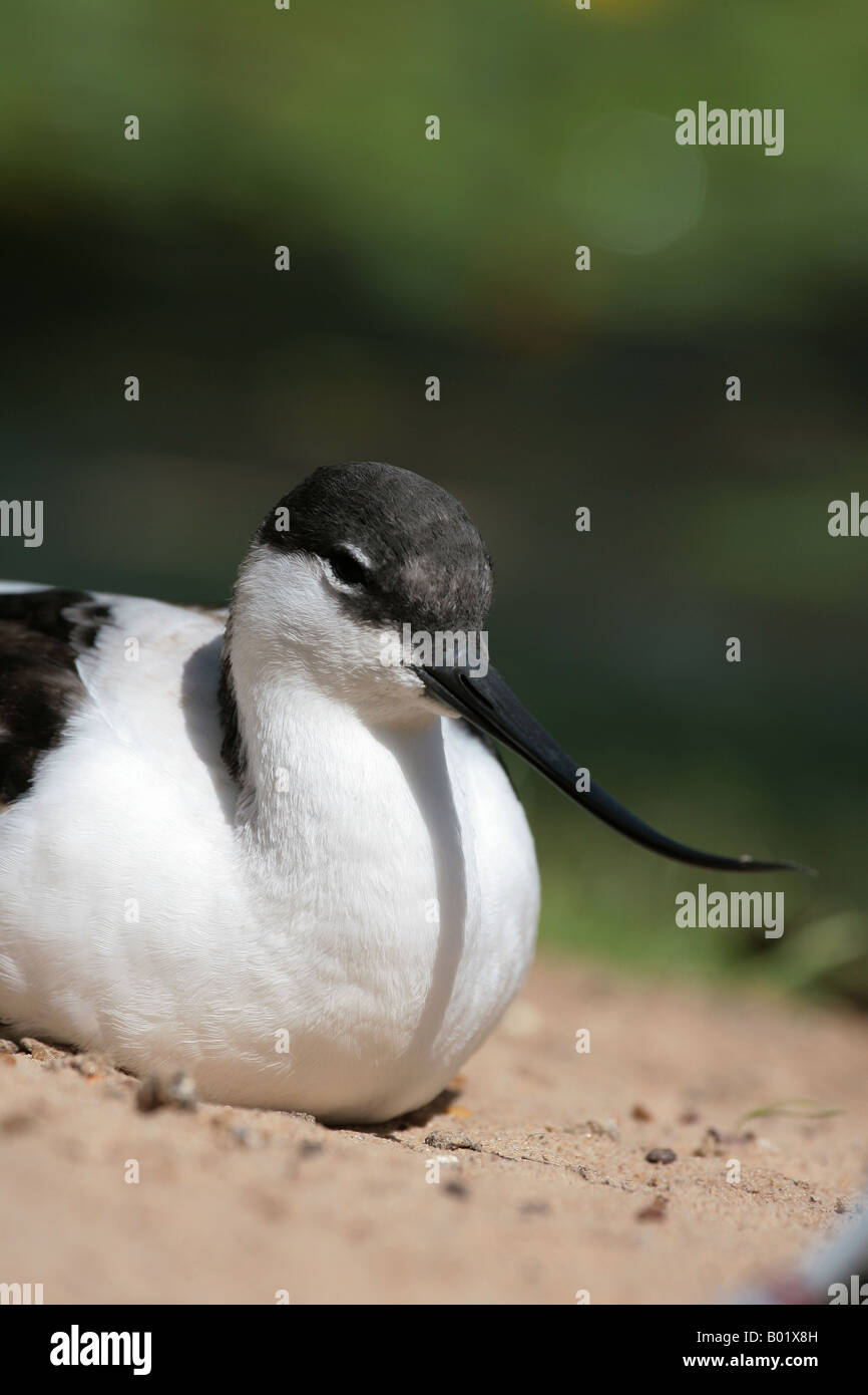 Avocet Recurvirostra avosetta Stock Photo - Alamy