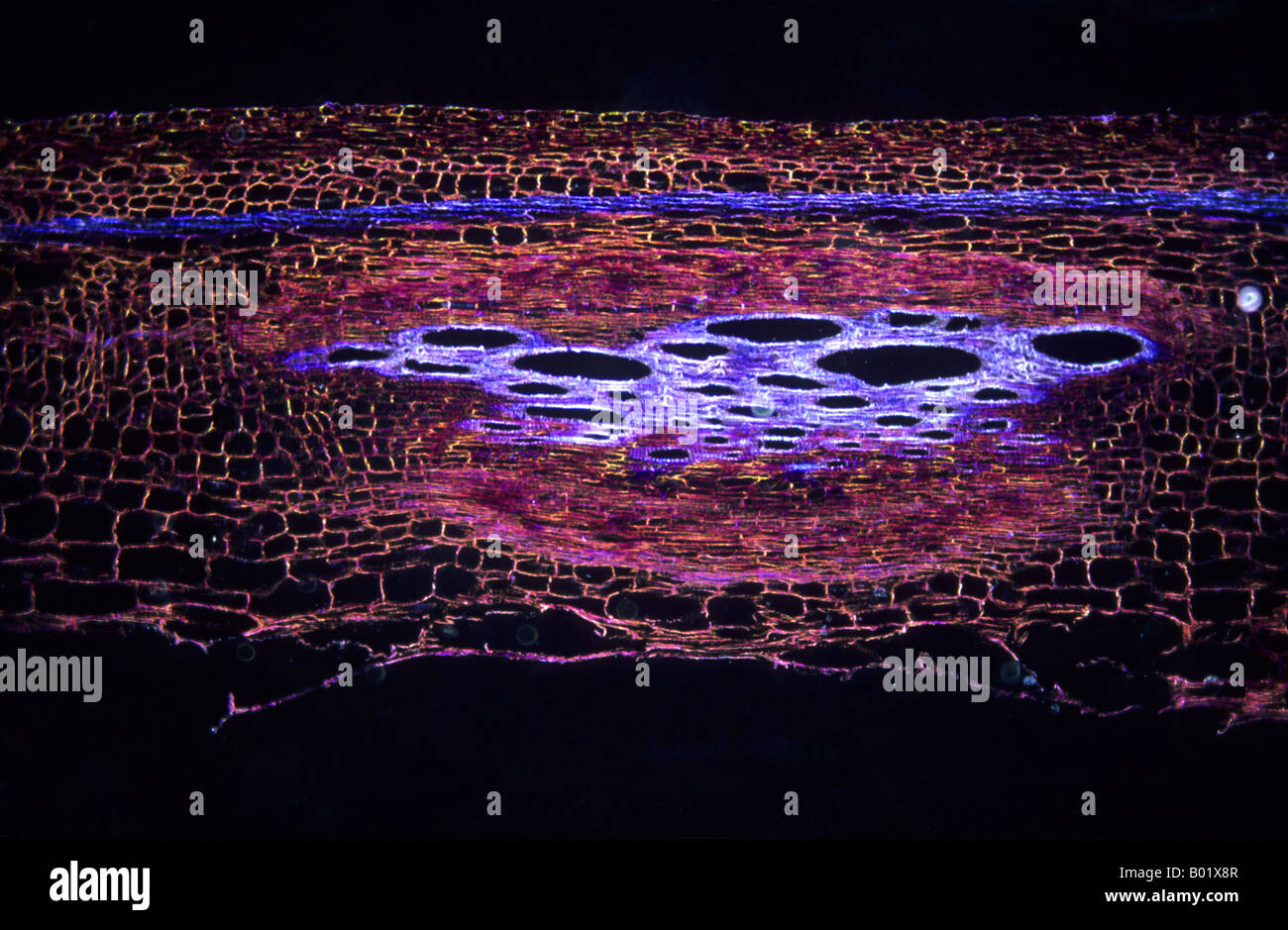 Phloem sieve tube hi-res stock photography and images - Alamy
