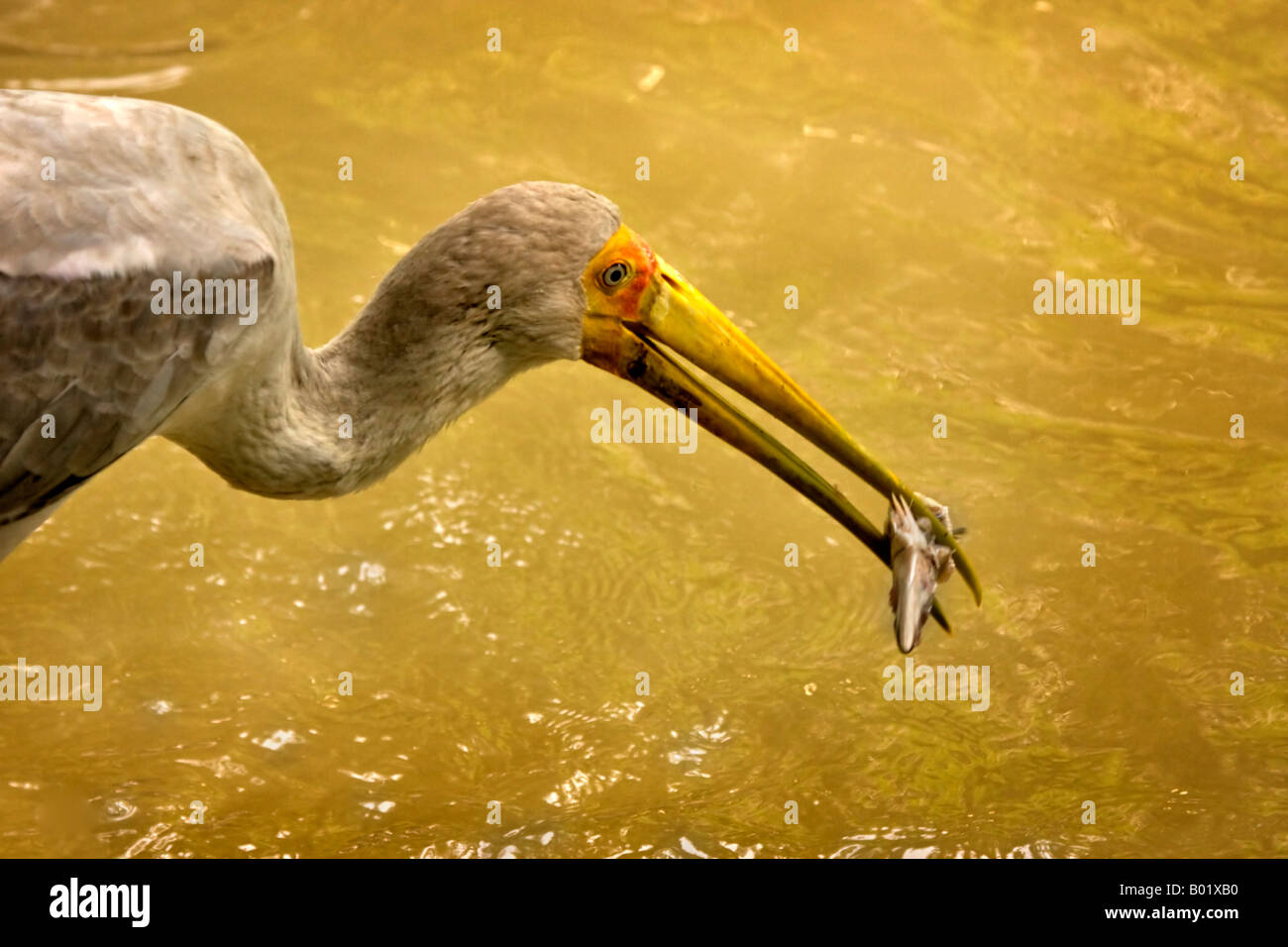 Juvenile painted stork with a fish in its beak Stock Photo - Alamy