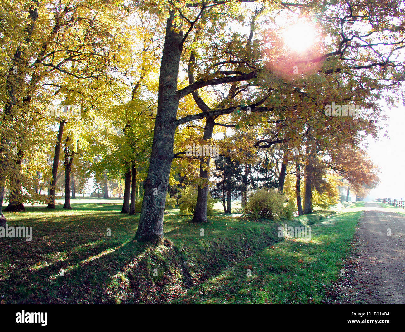 foret de Troncais France Connue comme la plus belle futaie de che nes d ...