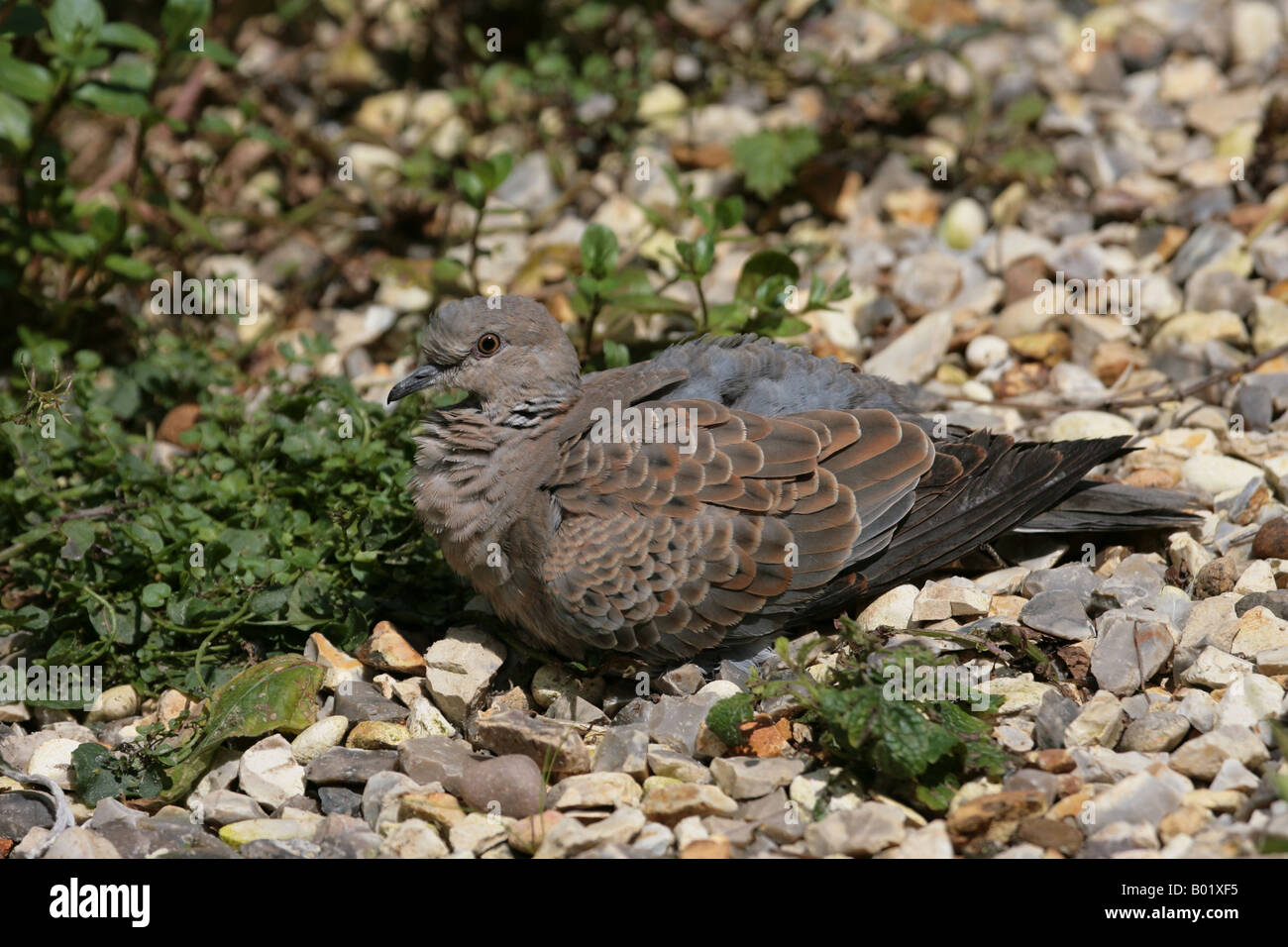 Turtle Dove Streptopelia turtur Stock Photo - Alamy