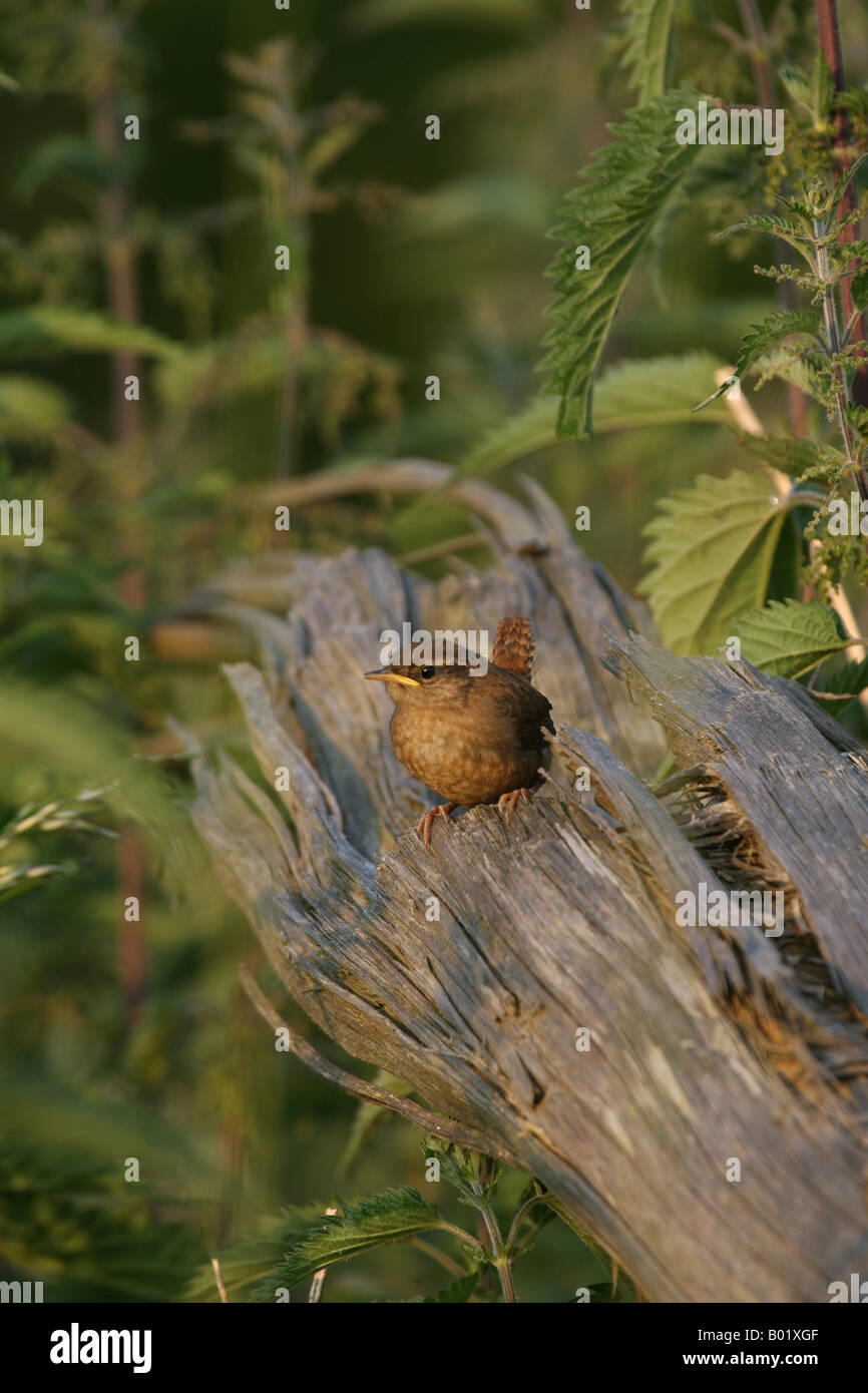 Wren Troglodytes troglodytes on a tree stump Stock Photo - Alamy