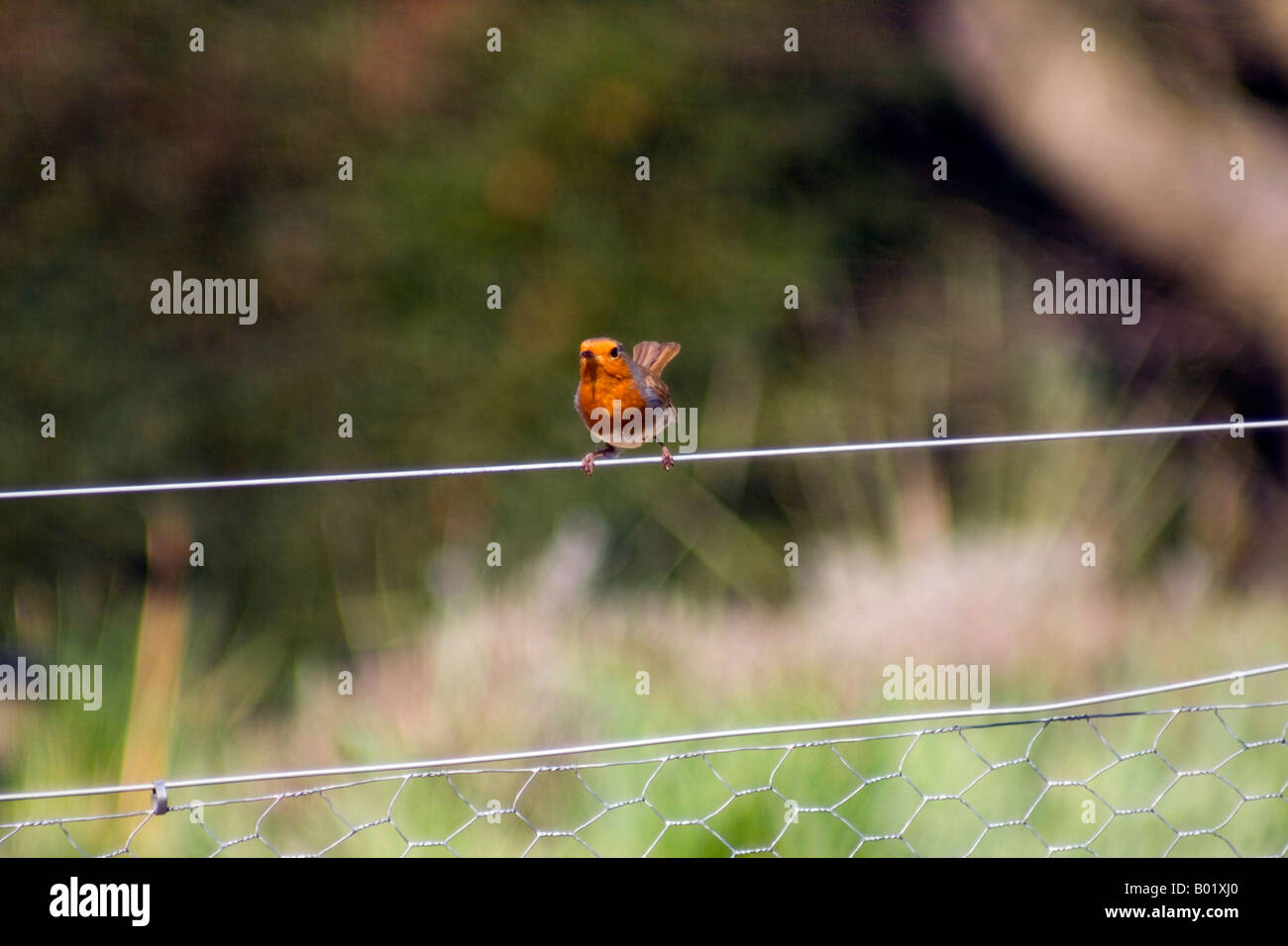 Robin on fence wire (Erithacus rubecula Stock Photo - Alamy