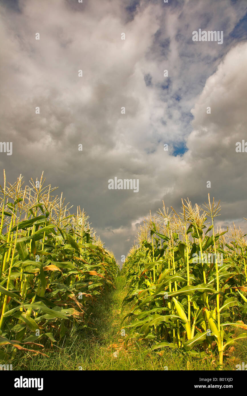 Field of ripe corn under the cloudy sky of Israel Stock Photo - Alamy