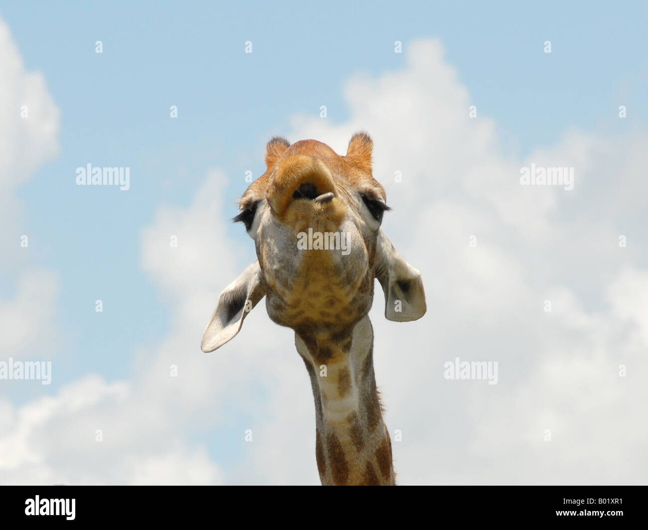 Giraffe, staring at me Stock Photo - Alamy