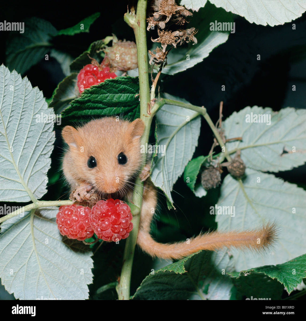 muscardin Dormouse Muscardinus avellanarius in tree Wild Blackberry ...