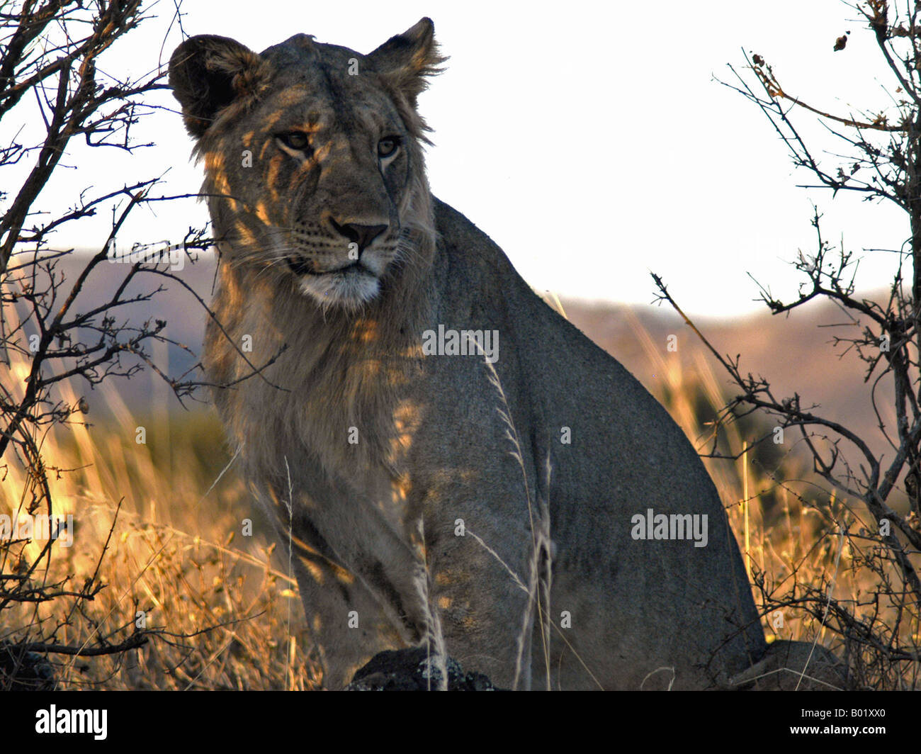 waking up lion Stock Photo - Alamy