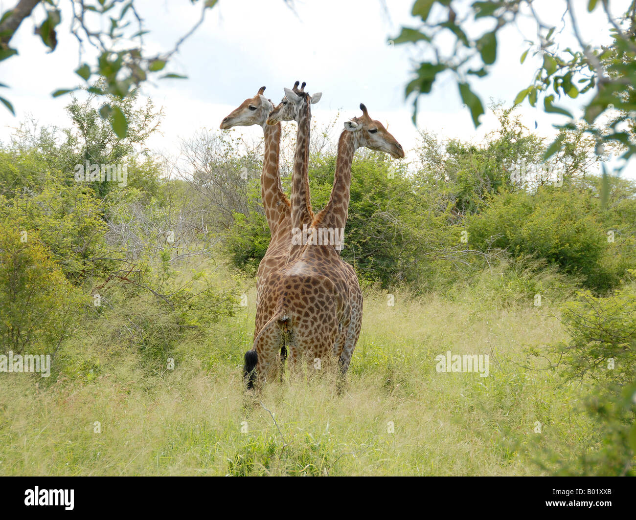 one giraffe, with three heads Stock Photo - Alamy