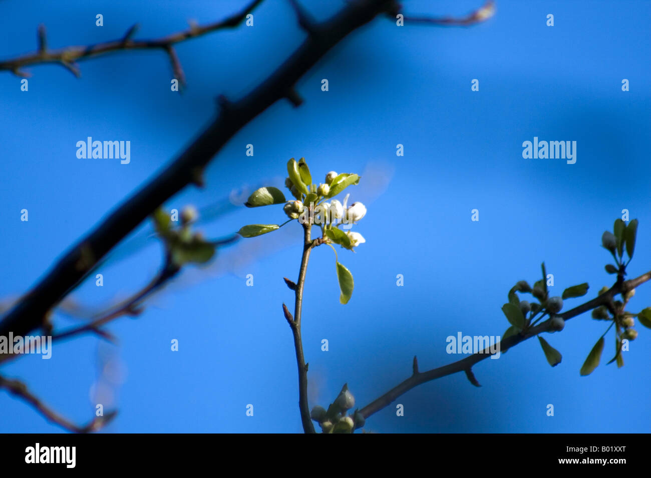 Plymouth pear in flower (Pyrus cordata) very rare tree Stock Photo - Alamy