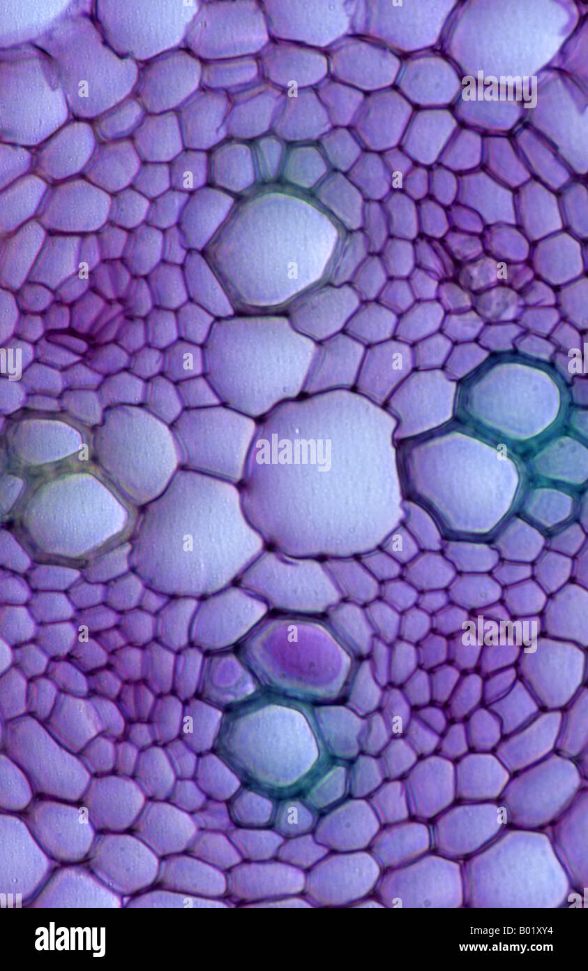 Parenchyma Cells In Celery