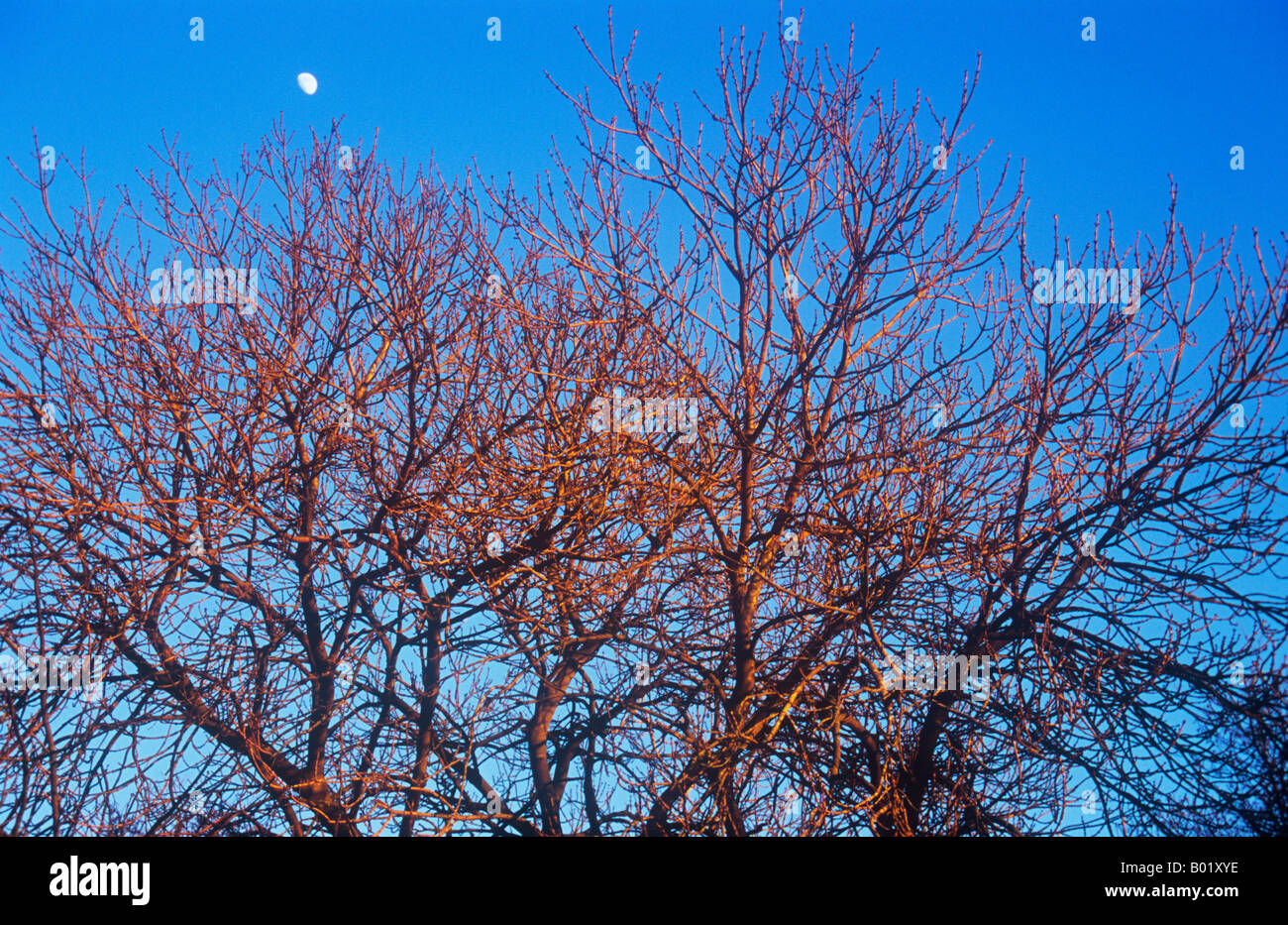 Bare winter branches and twigs of Common ash trees glowing red in ...