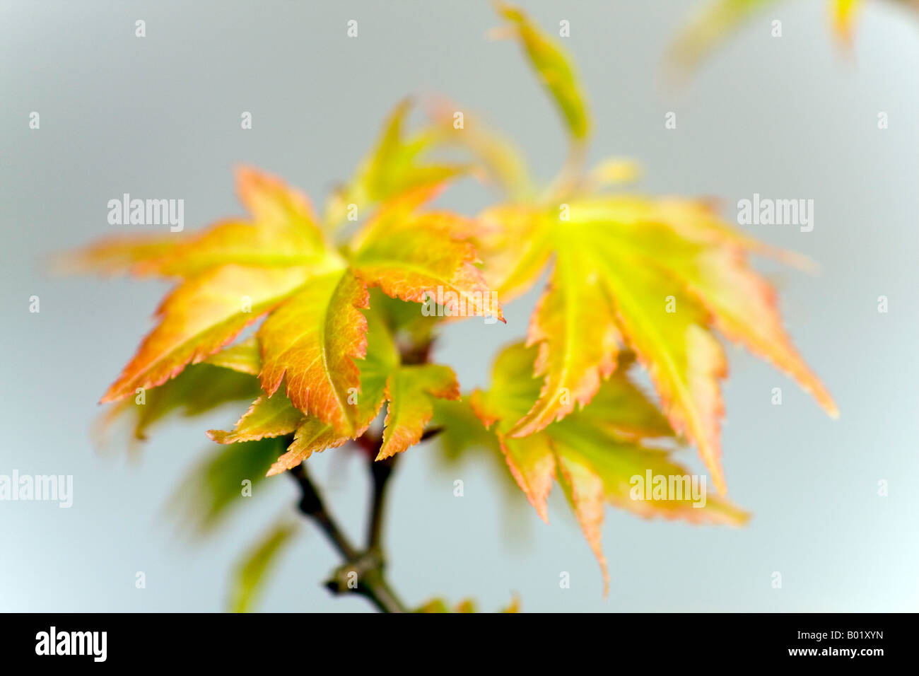 Japanese Maple leaves in spring Stock Photo - Alamy