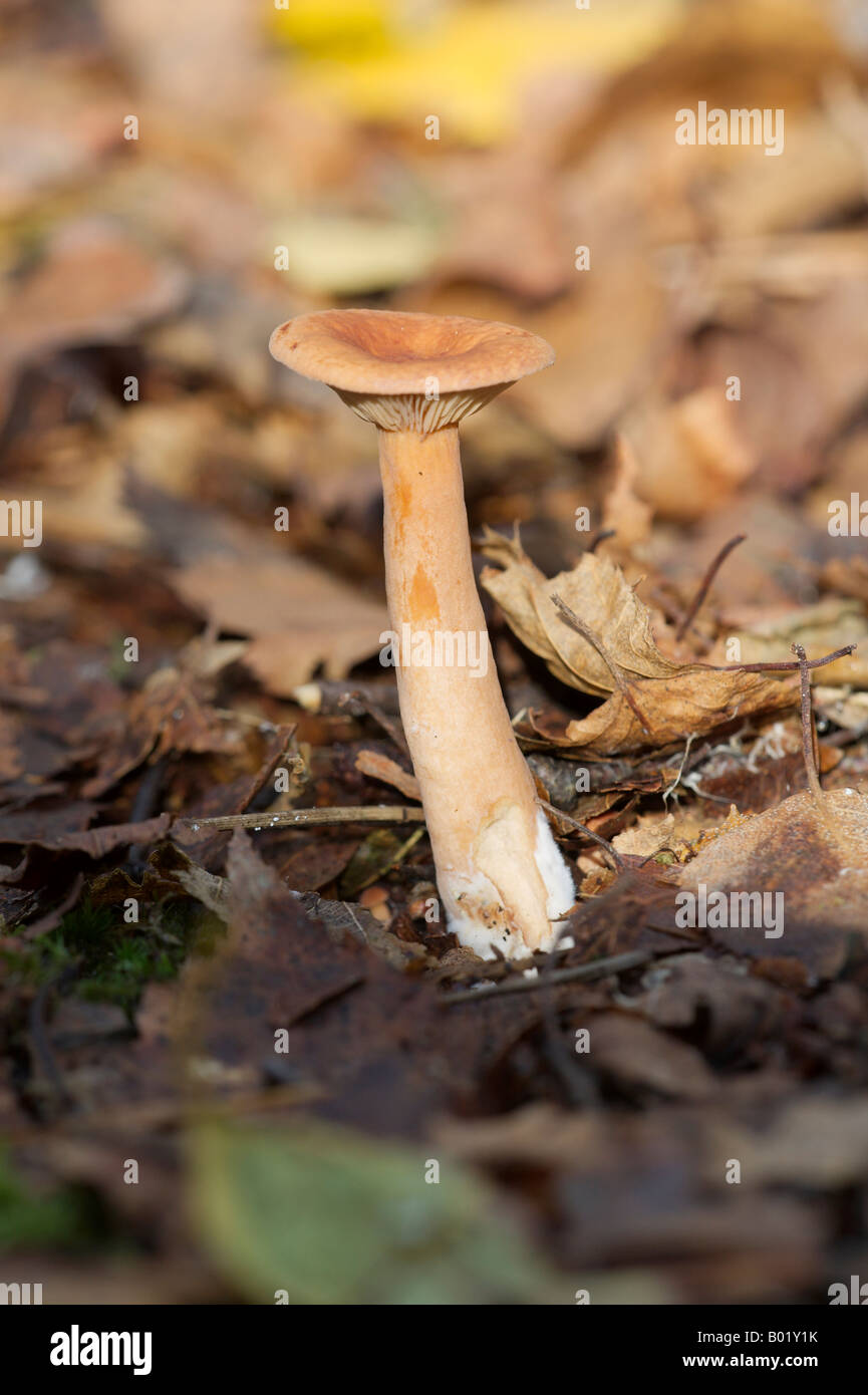 Common Funnel fungi Stock Photo - Alamy