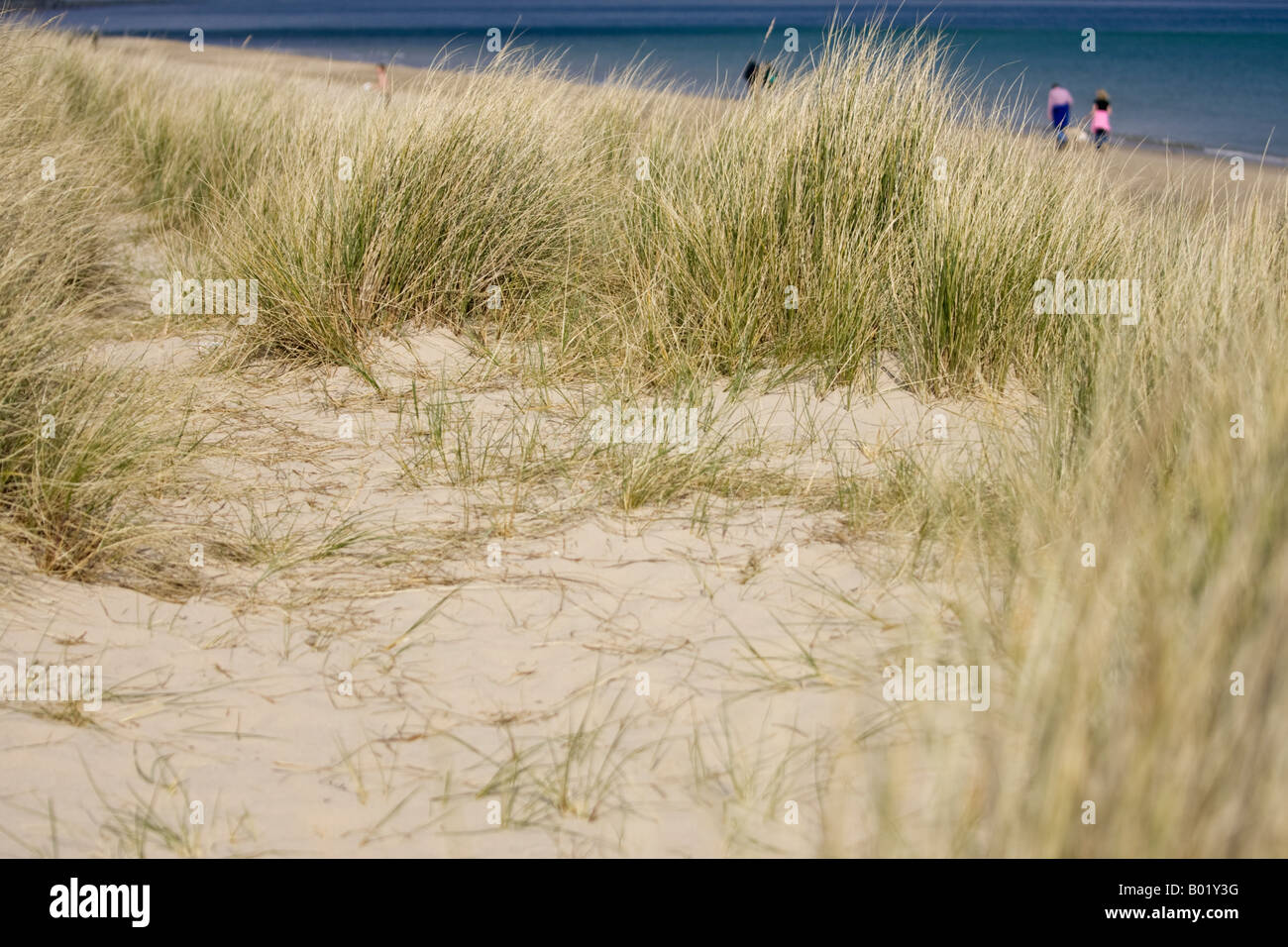 Sand dunes Studland Dorset England UK Stock Photo - Alamy