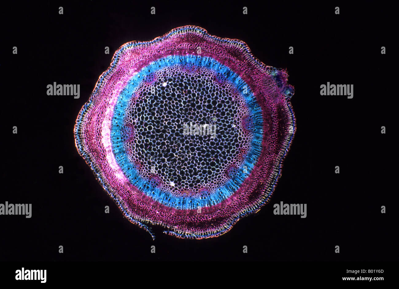 Monocotyledon stem Elder Stock Photo - Alamy