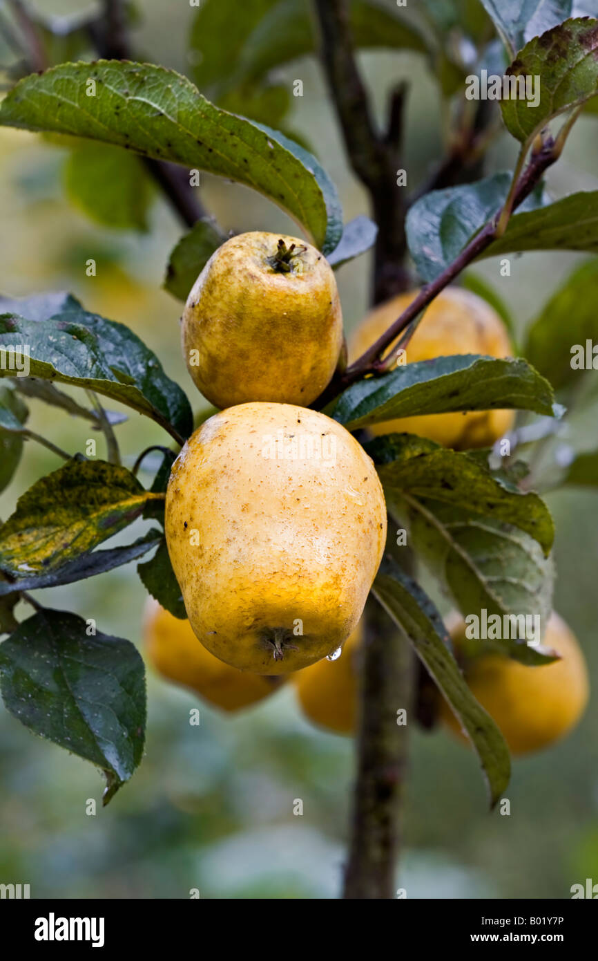 Apple 'Pitmaston Pineapple' growing in an English orchard Stock Photo ...