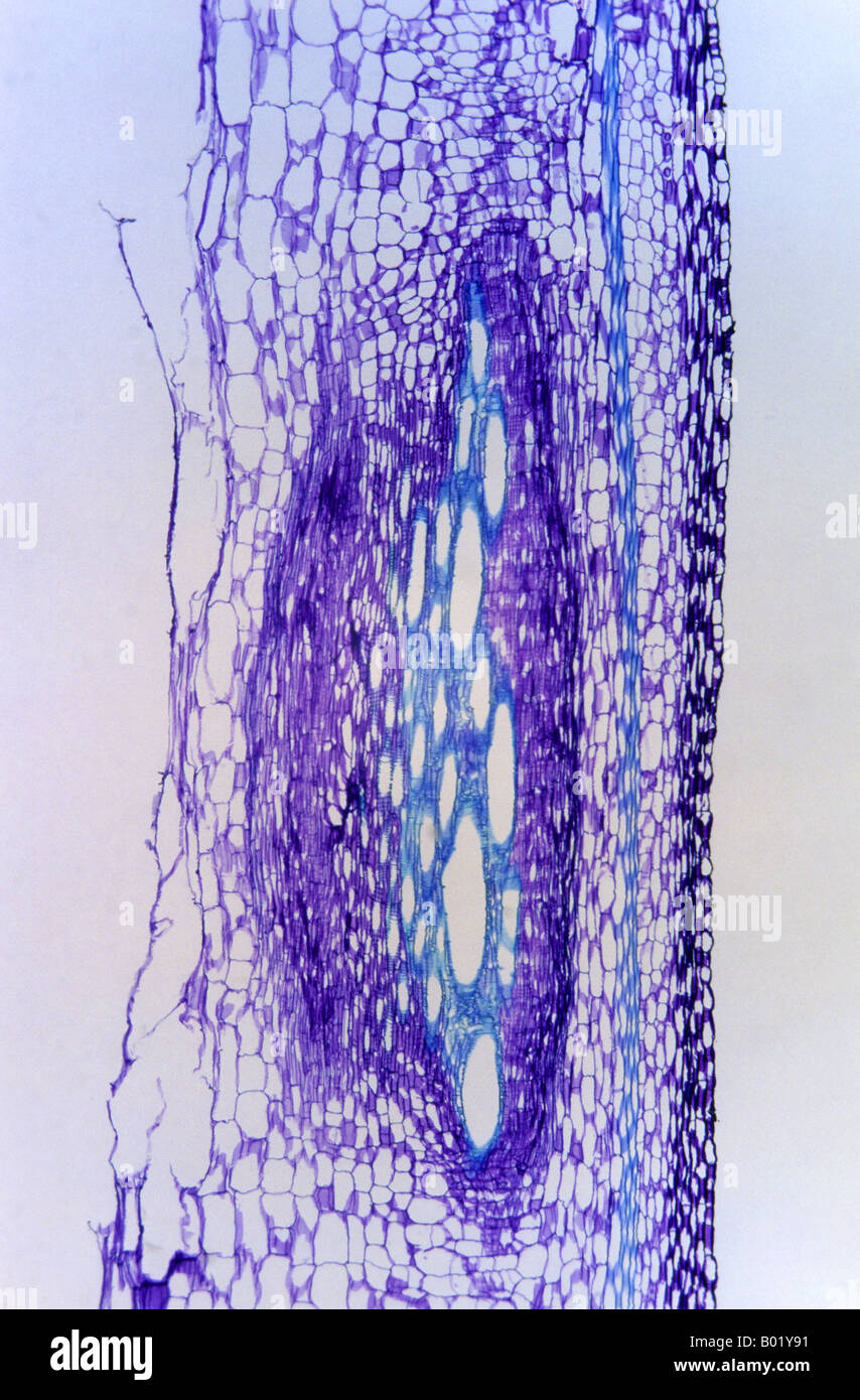 Phloem sieve tube hi-res stock photography and images - Alamy