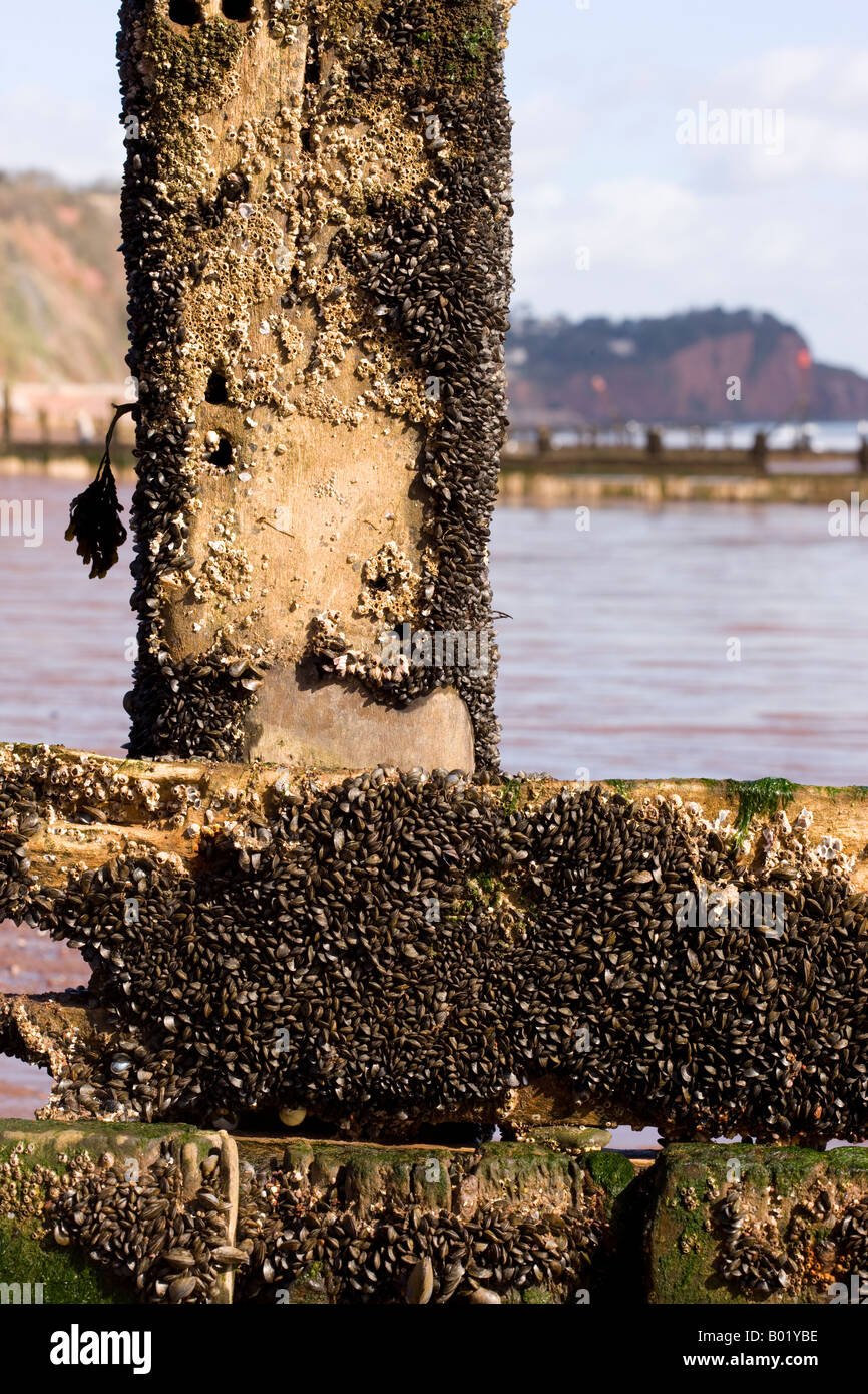 Barnacles hi-res stock photography and images - Alamy