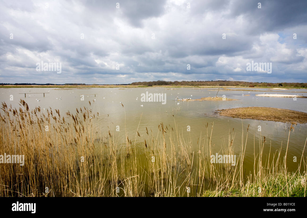 Minsmere nature reserve Stock Photo - Alamy
