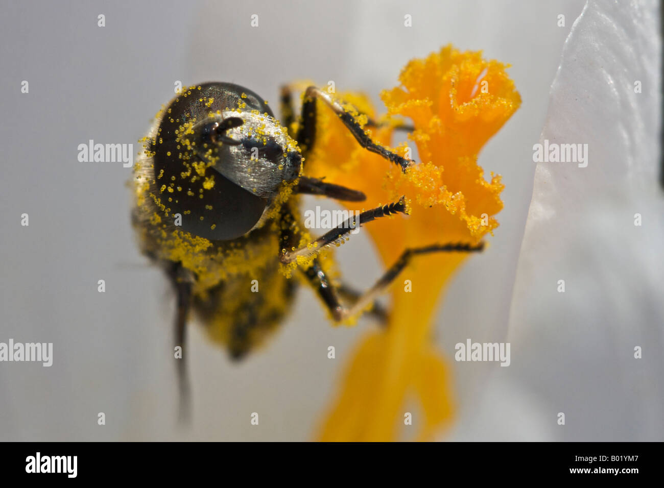 Pollen-covered bee on crocus Stock Photo - Alamy