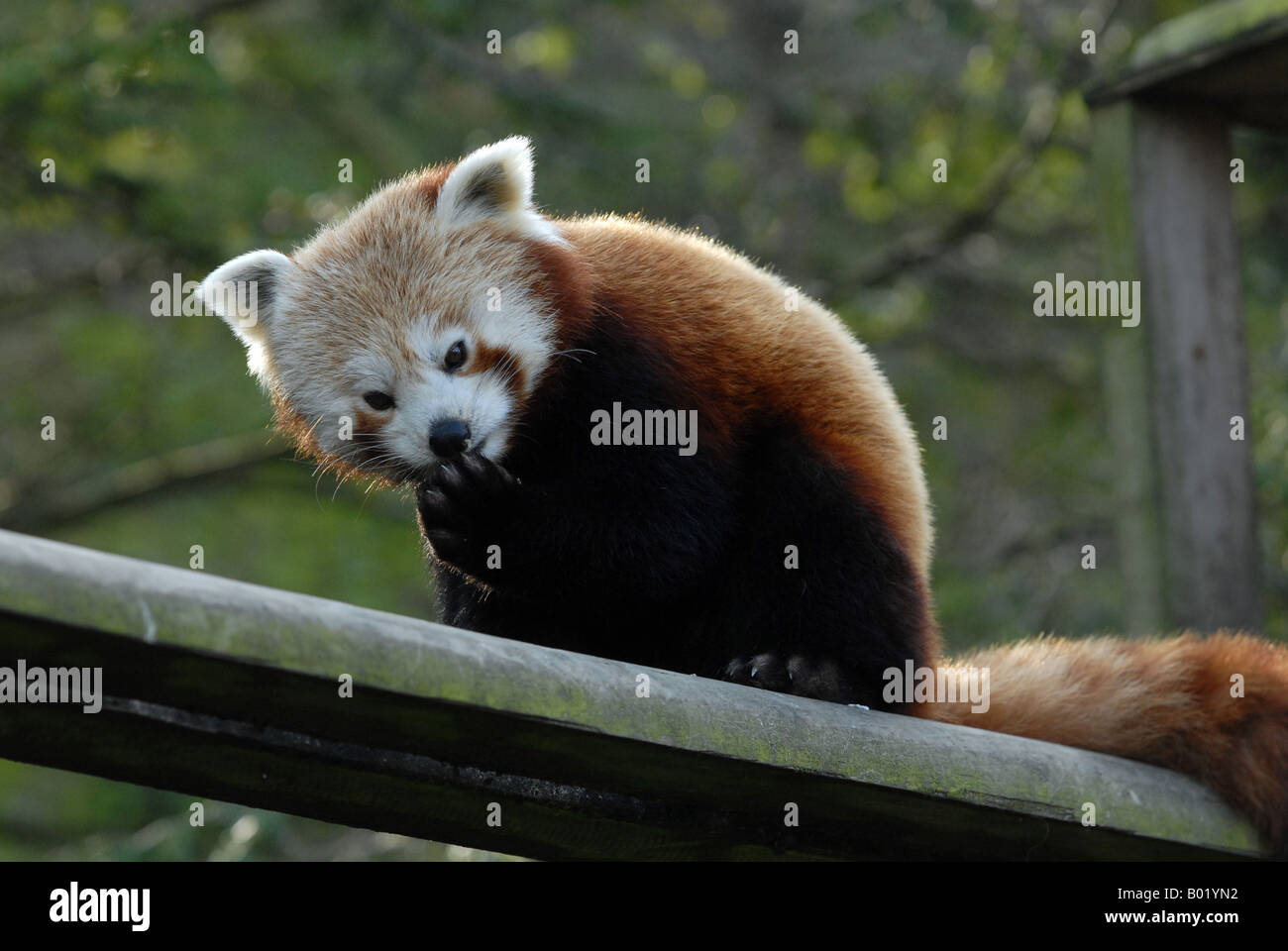Female Red Panda at Dudley Zoo in England Stock Photo - Alamy