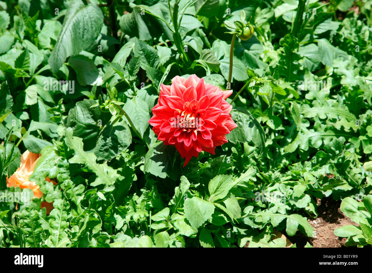 Red dalia flower Stock Photo - Alamy