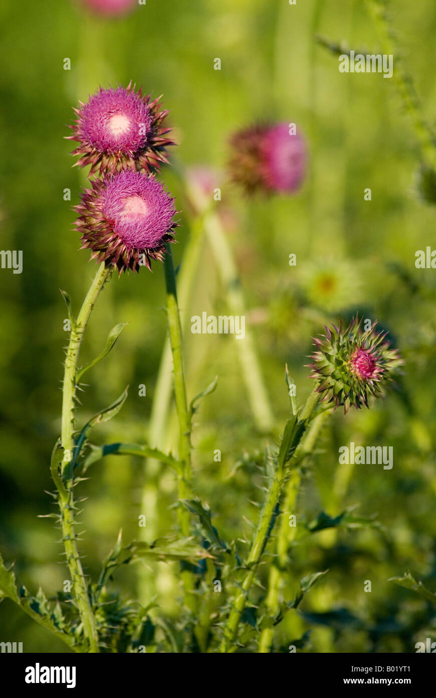 Musk Thistles, or Nodding Thistles, in bloom Stock Photo - Alamy