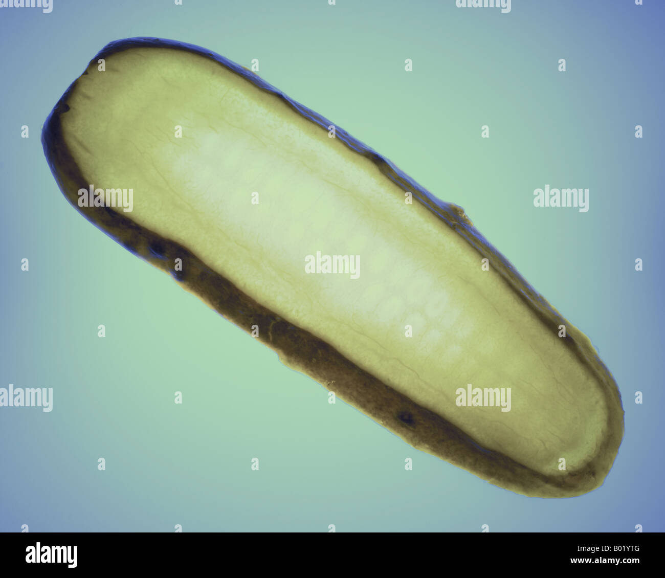 Backlit pickle slice Stock Photo - Alamy